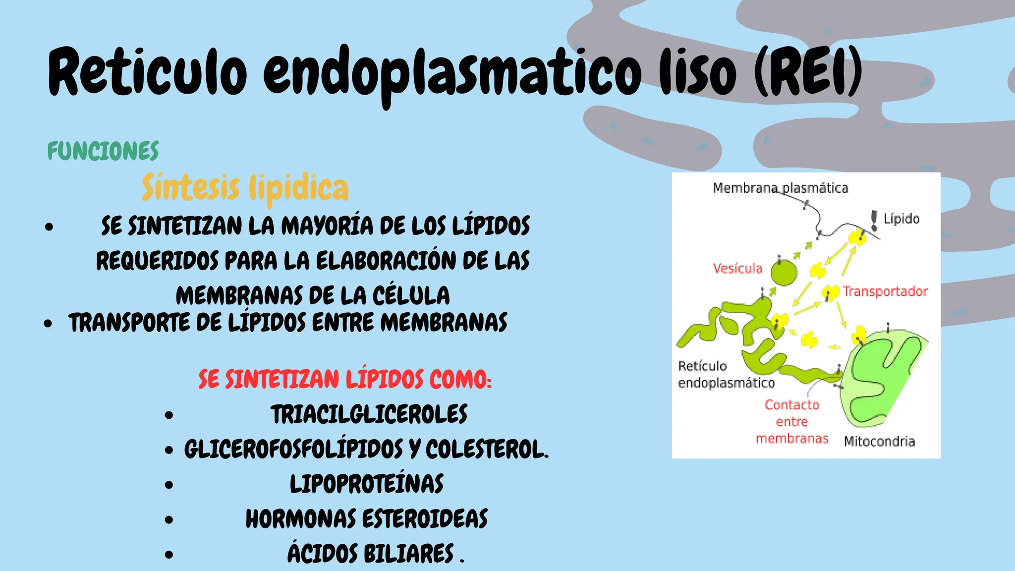 Reticulo endoplasmatico rugoso y liso- biologia | PDF