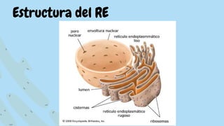 Reticulo endoplasmatico rugoso y liso- biologia | PDF