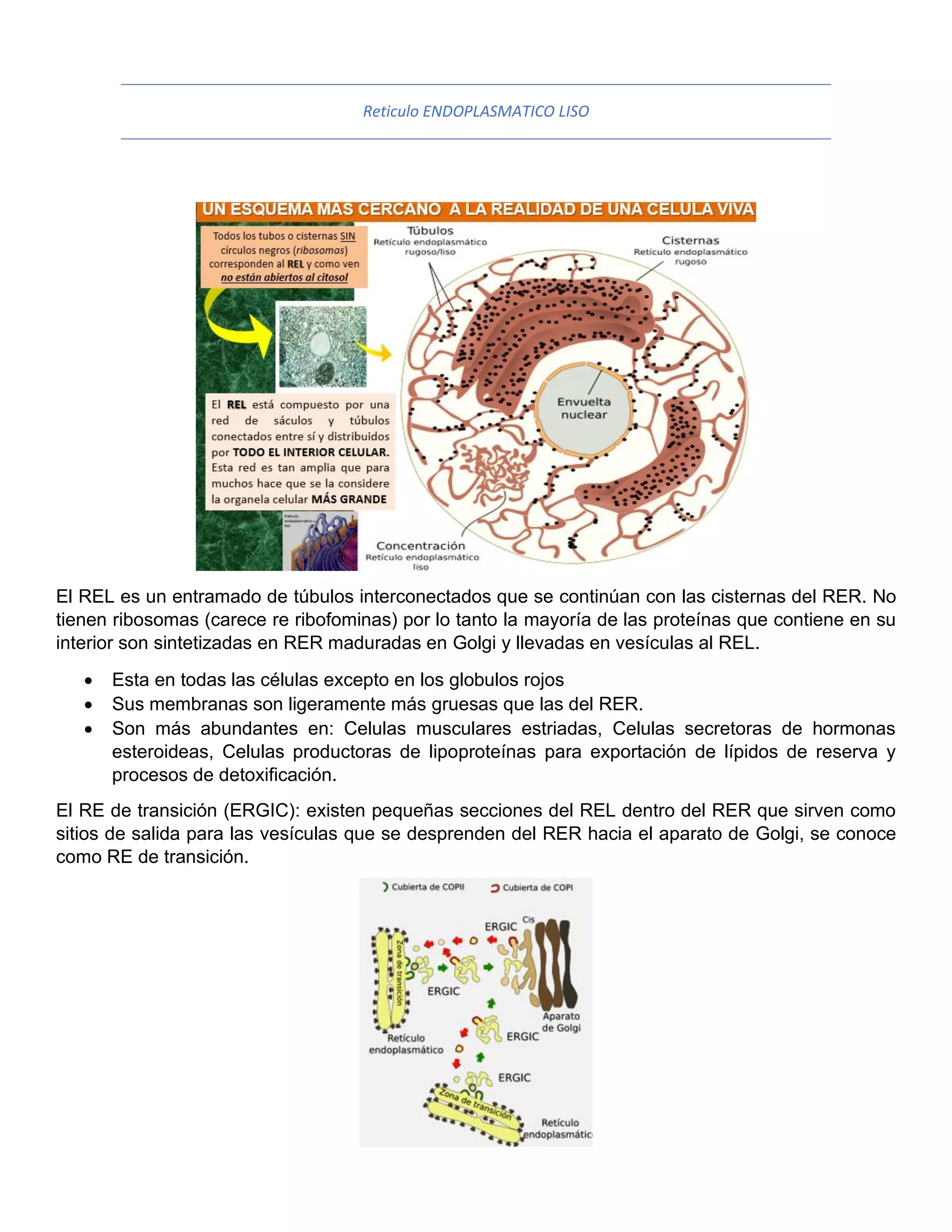 Reticulo Endoplasmatico Liso | PDF