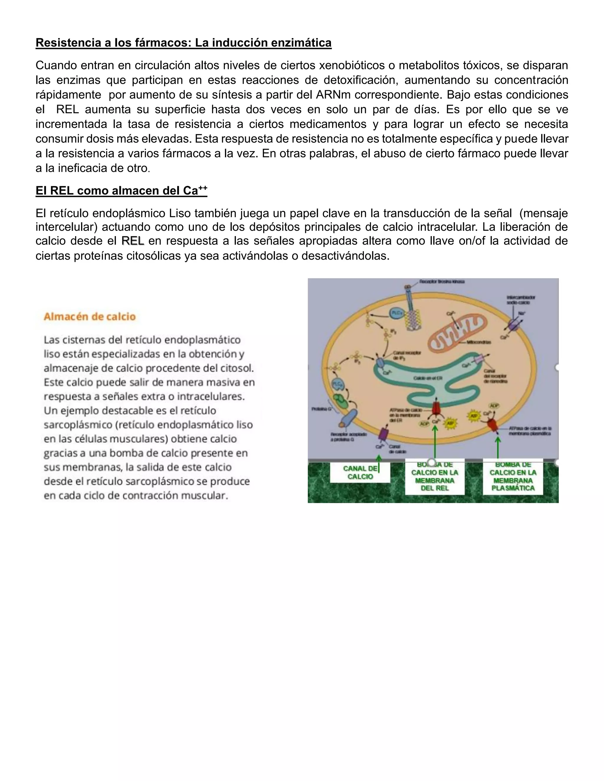 Reticulo Endoplasmatico Liso | PDF