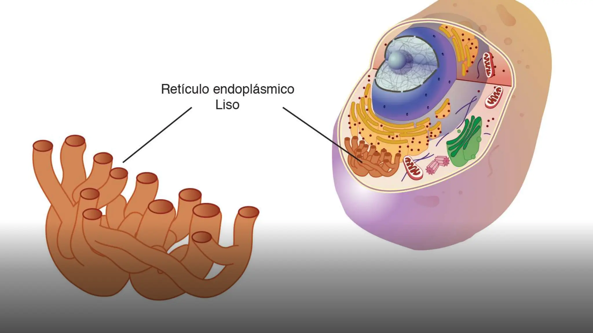 RETICULO ENDOPLASMATICO LISO BIOLOGIA 7 GRADO | PPTX | Biological ...