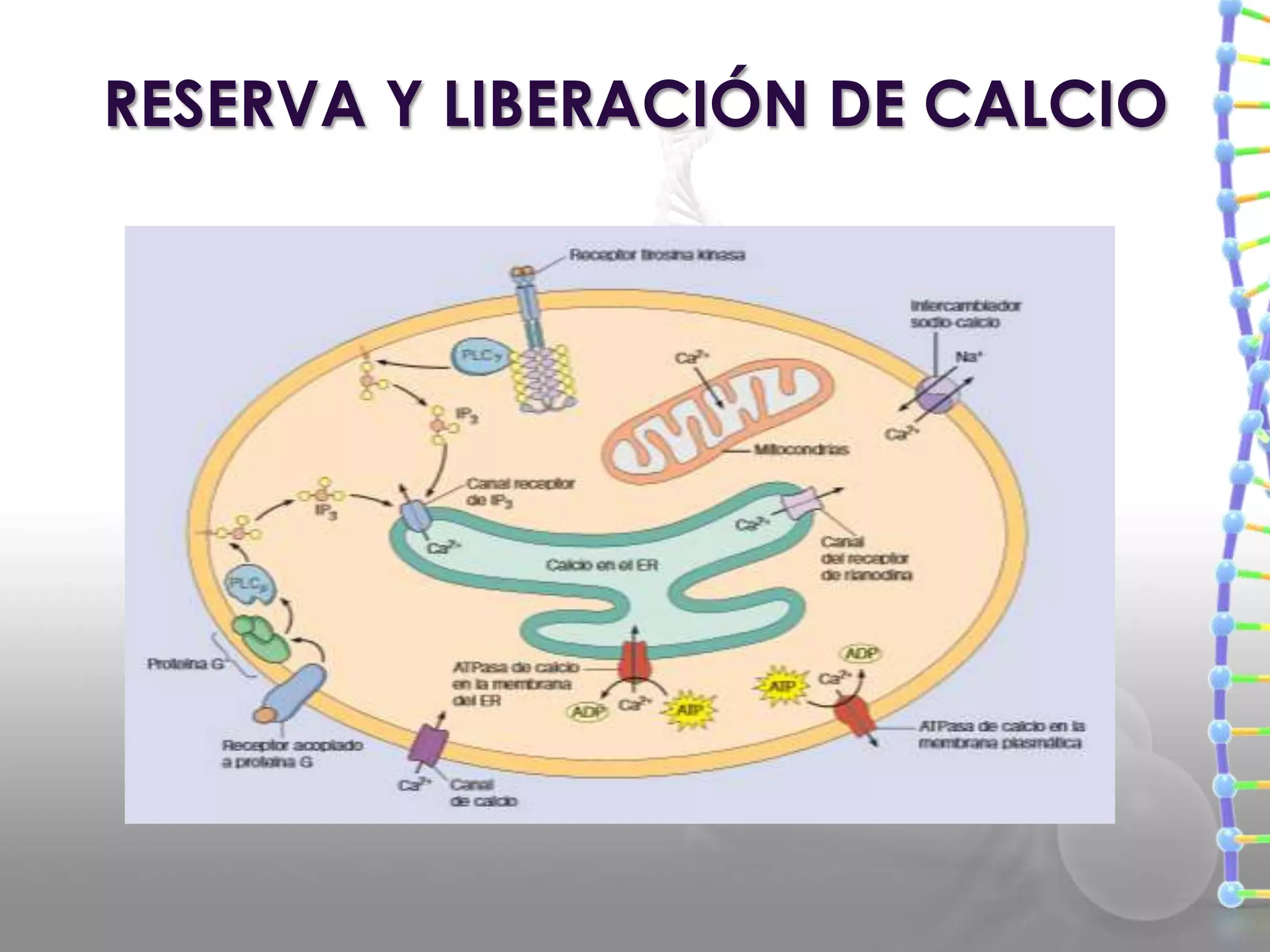 RETÍCULO ENDOPLASMATICO LISO (REL) | PPTX