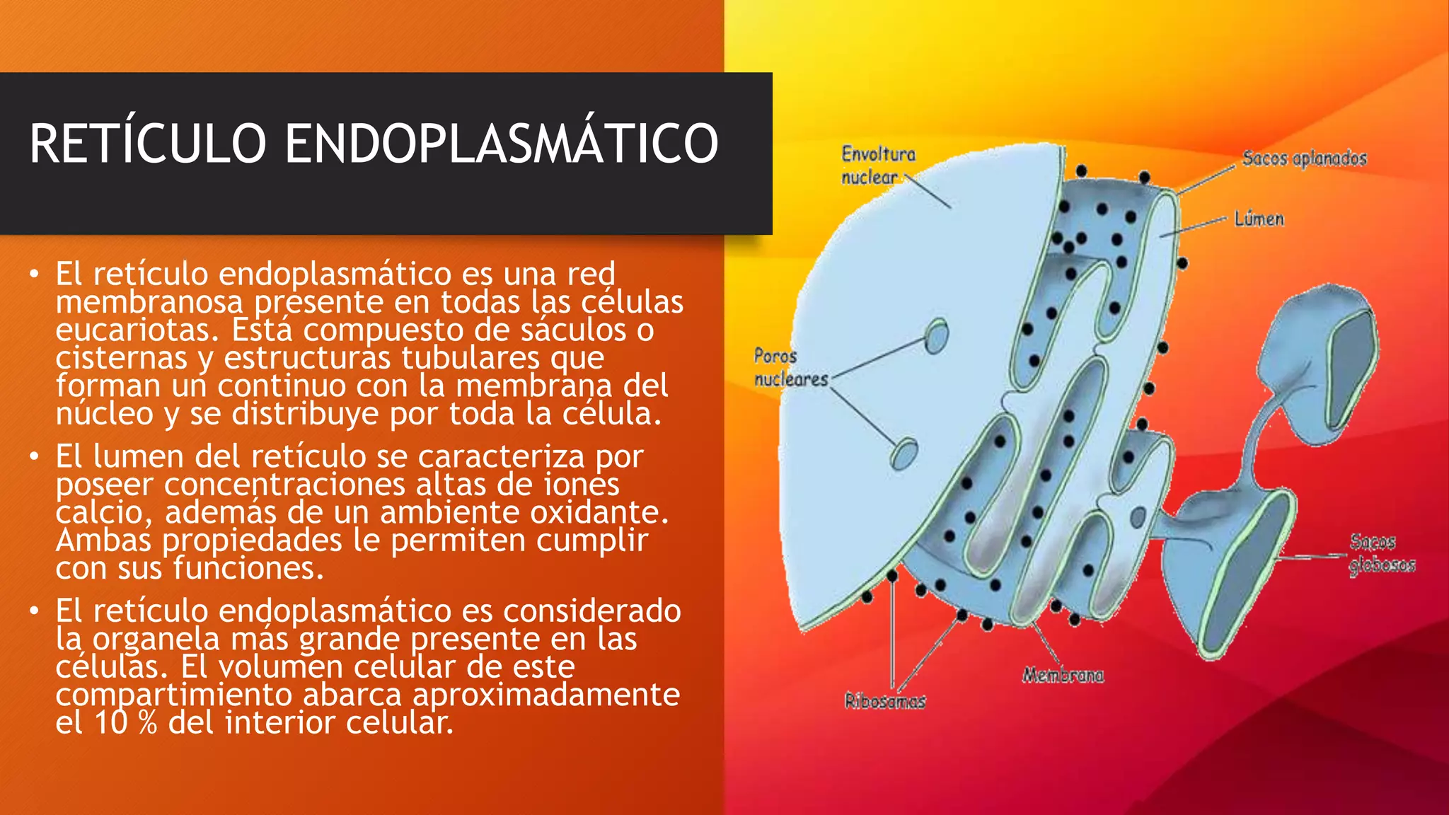 Reticulo endoplasmatico rugoso | PPT