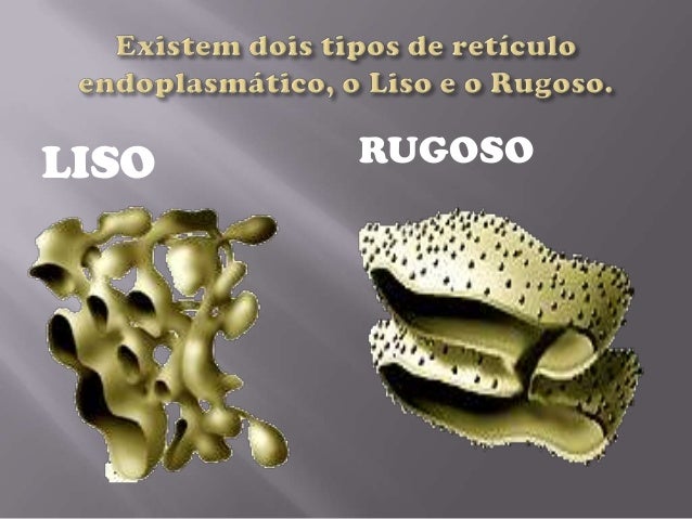 Reticulo endoplasmático