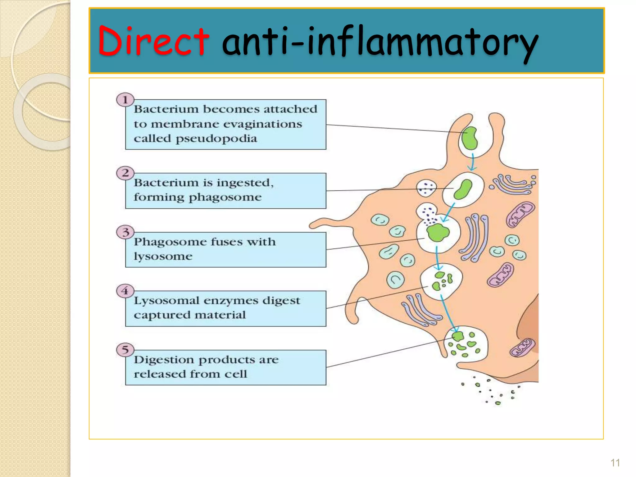 Reticuloendothelial system | PDF