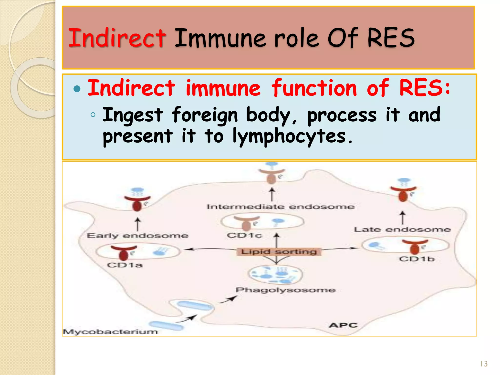 Reticuloendothelial system | PDF
