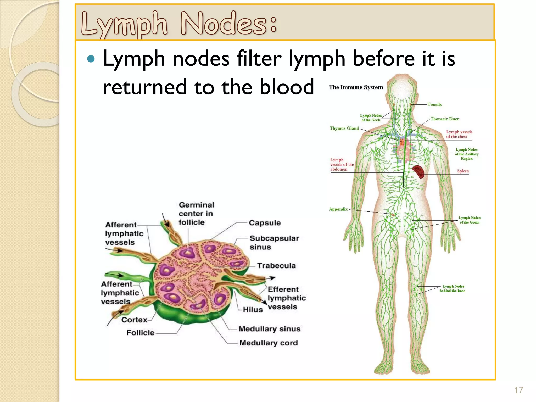 Reticuloendothelial system | PDF
