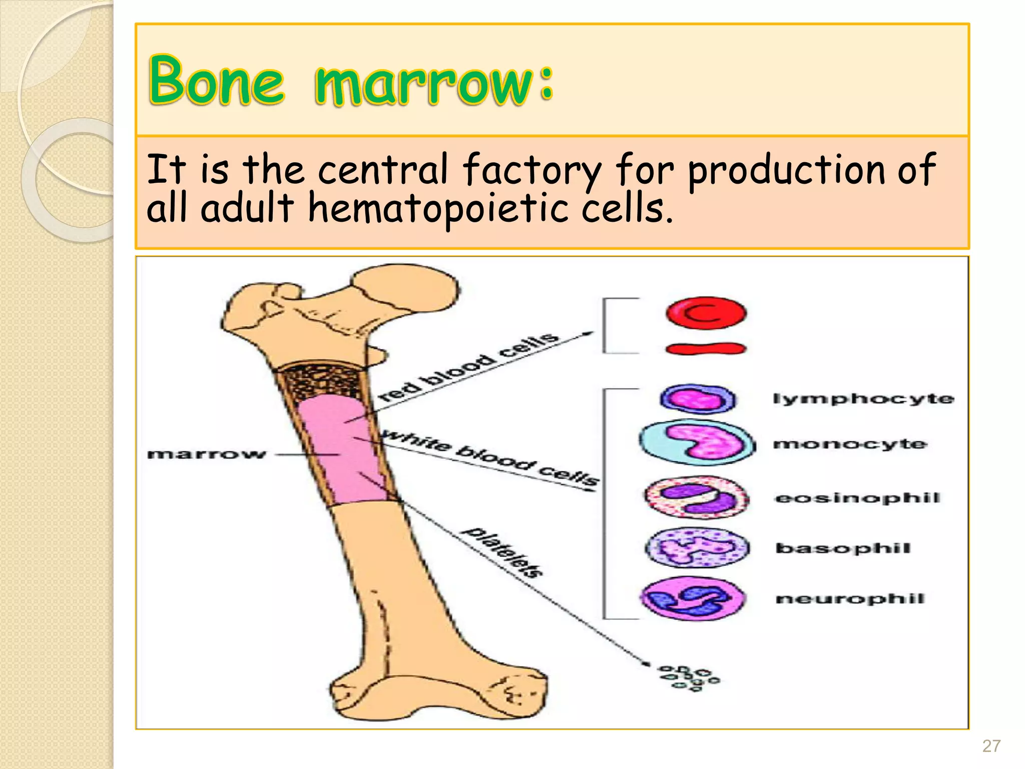 Reticuloendothelial system | PDF