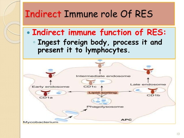 Reticuloendothelial system | PDF