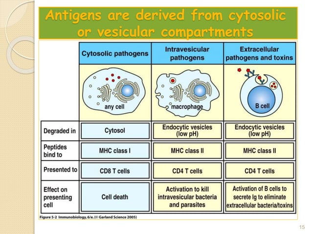 Reticuloendothelial system | PDF