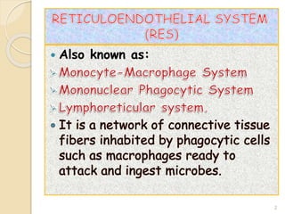 Reticuloendothelial system | PDF