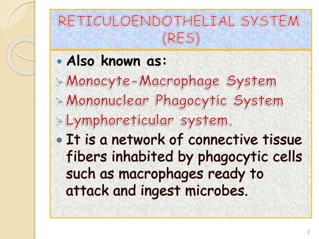 Reticuloendothelial system | PDF