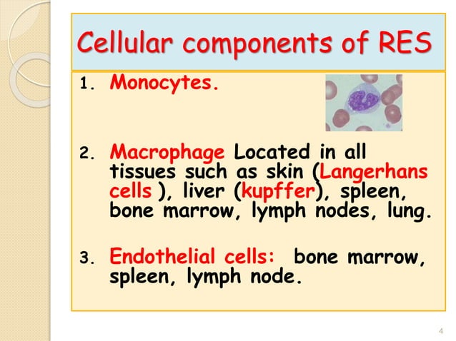 Reticuloendothelial system | PDF