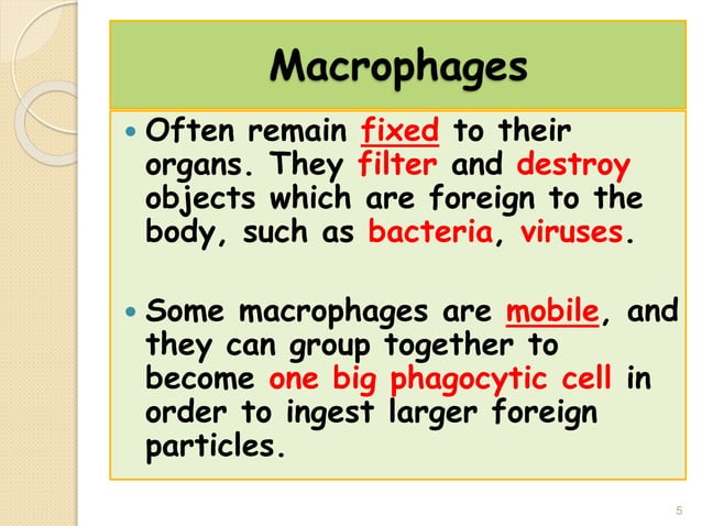 Reticuloendothelial system | PDF