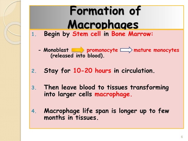 Reticuloendothelial system | PDF