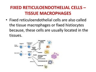 Reticuloendothelial System | PPTX