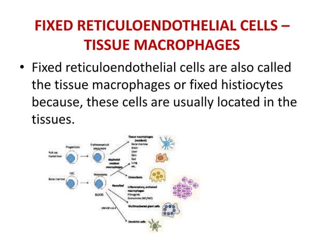 Reticuloendothelial System | PPTX