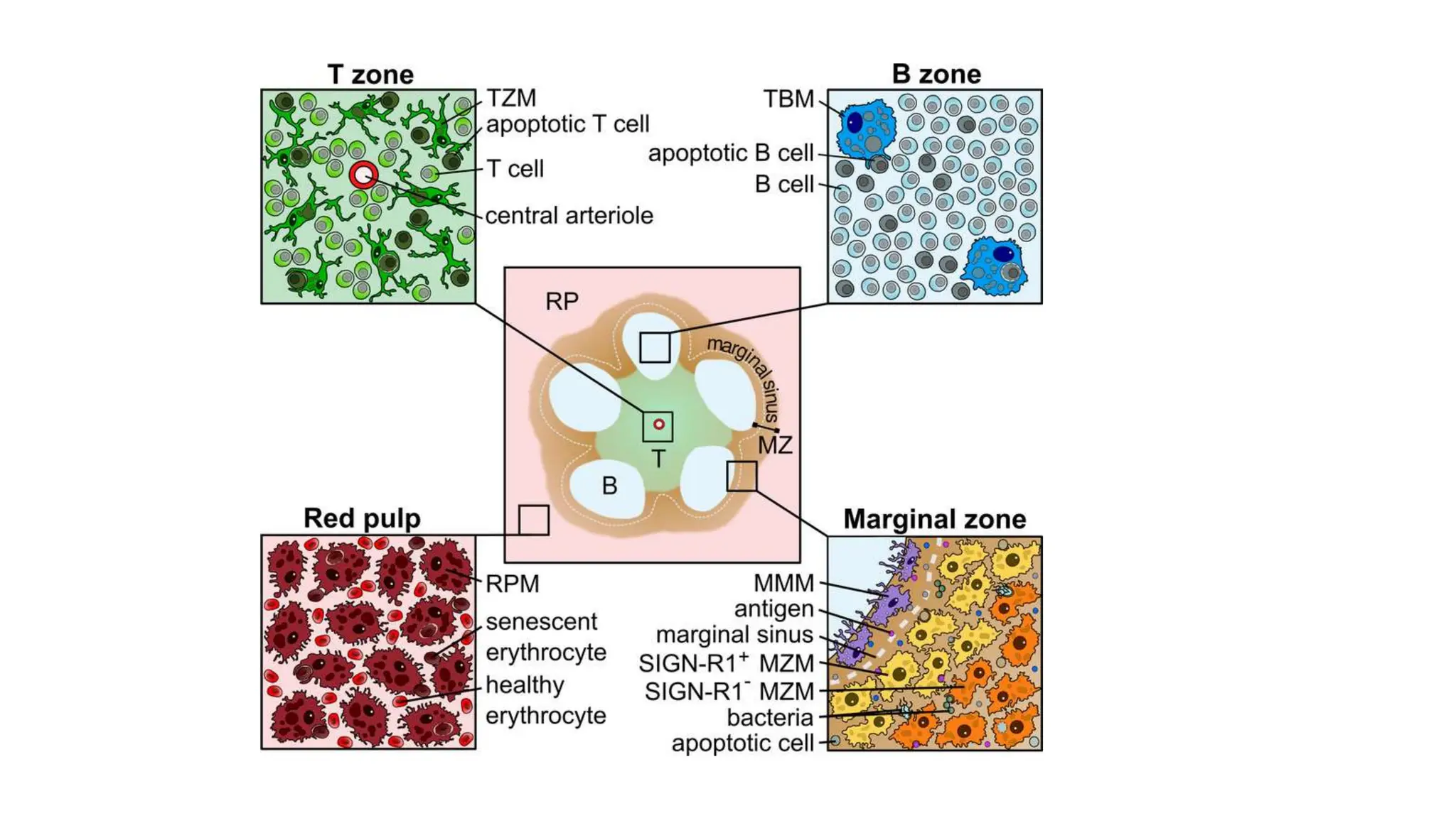 Reticuloendothelial System and Tissue Macrophage.pptx