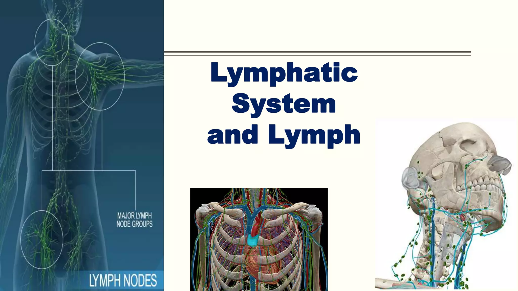 Reticuloendothelial System Tissue Macrophages Lymphatic System Pptx