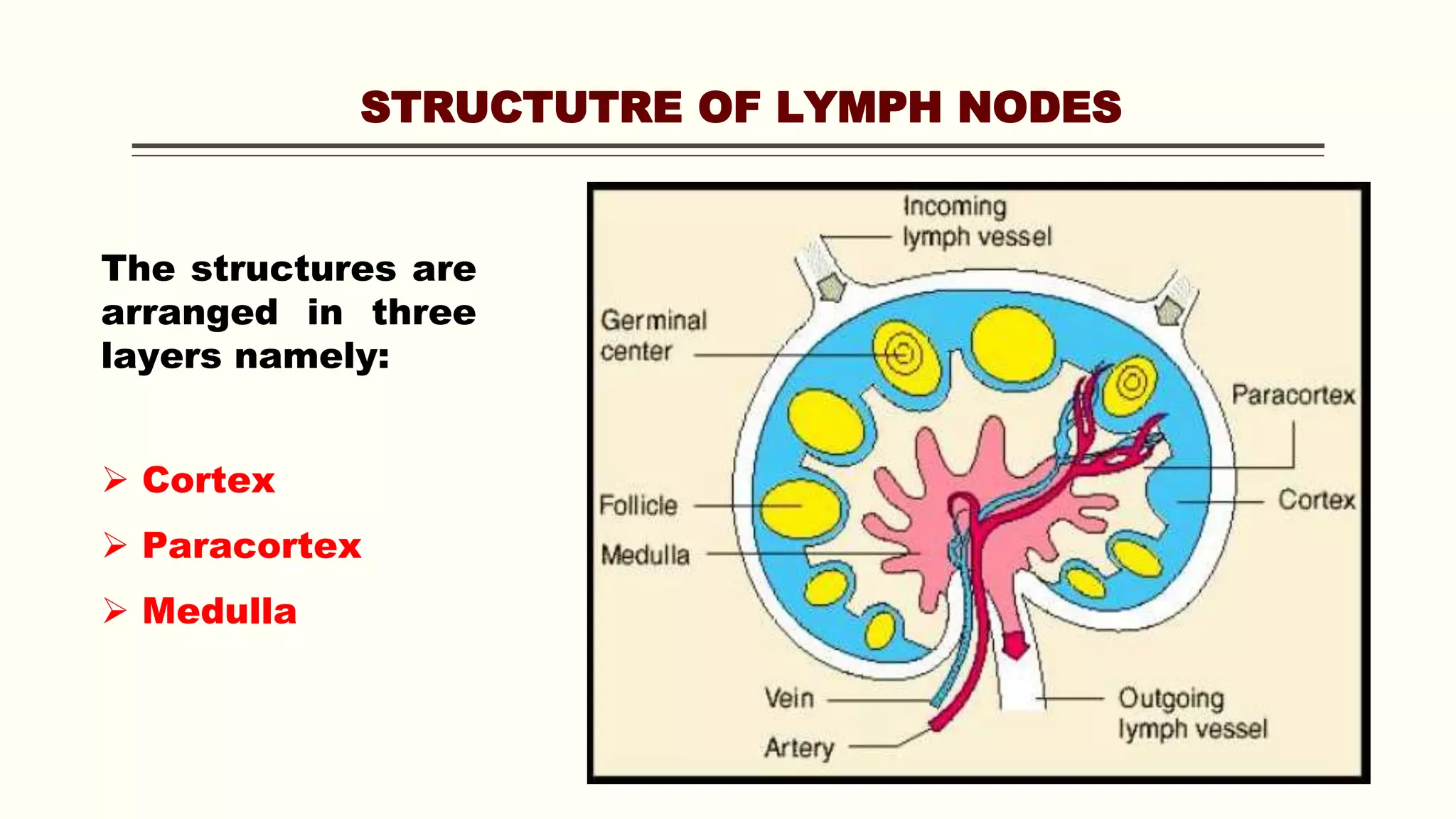 Reticuloendothelial System, Tissue Macrophages, Lymphatic System.pptx