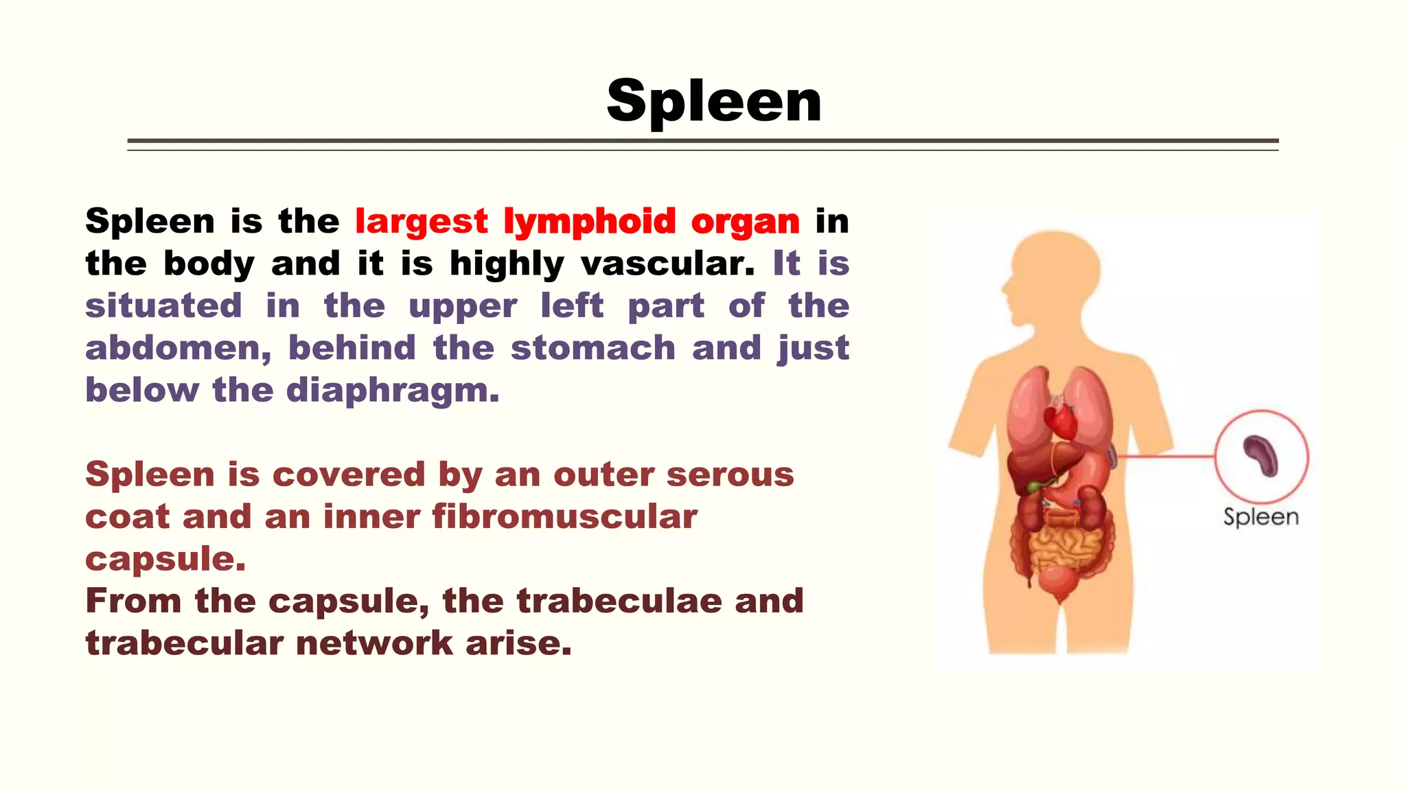 Reticuloendothelial System, Tissue Macrophages, Lymphatic System.pptx