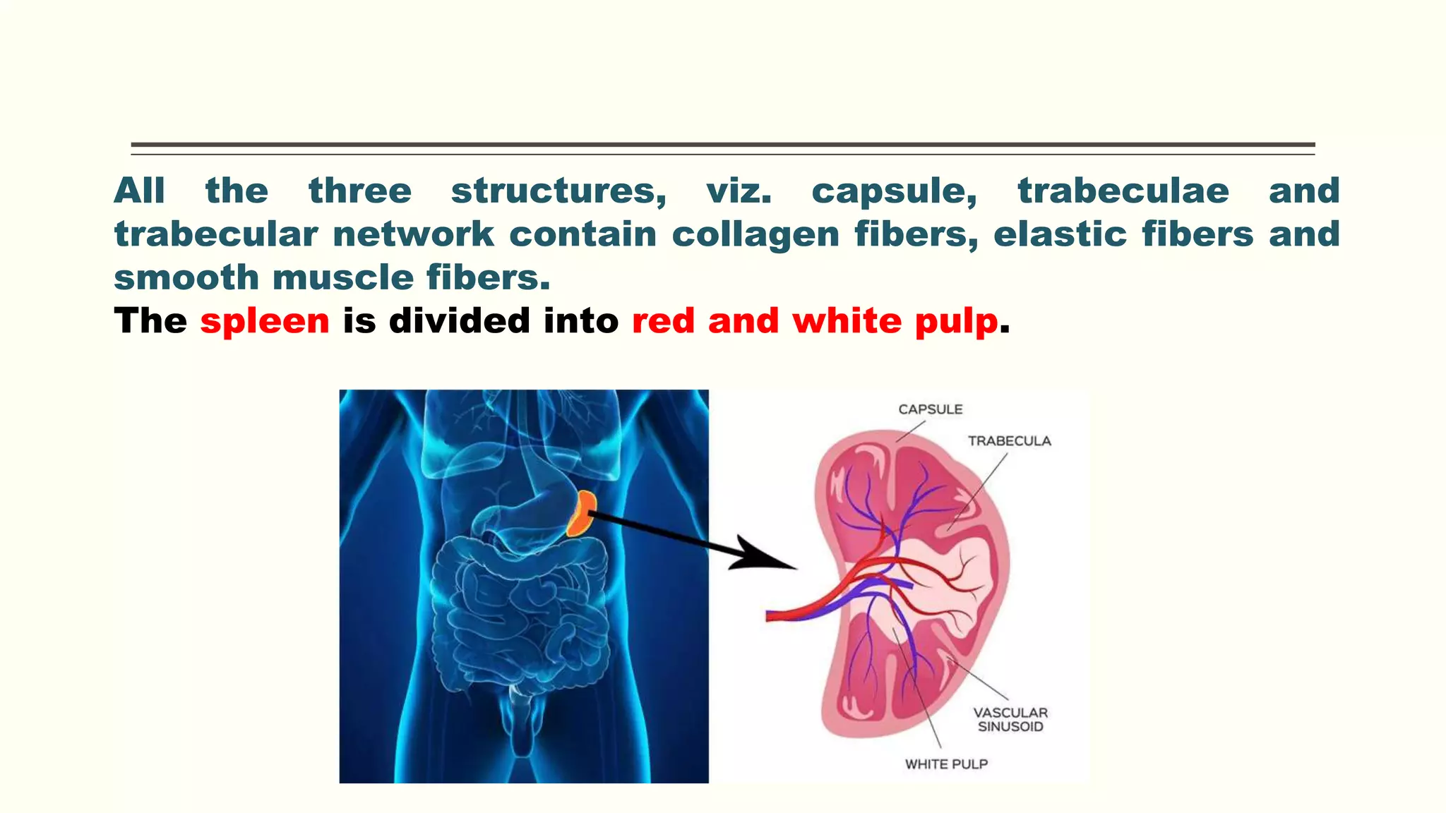 Reticuloendothelial System, Tissue Macrophages, Lymphatic System.pptx