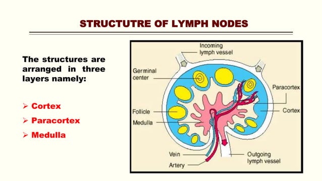 Reticuloendothelial System, Tissue Macrophages, Lymphatic System.pptx