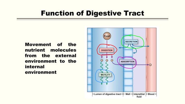 Reticuloendothelial System Tissue Macrophages Lymphatic System Pptx