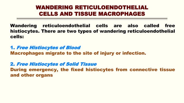 Reticuloendothelial System Tissue Macrophages Lymphatic System Pptx