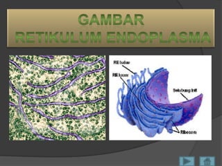 Retikulum endoplasma | PPTX