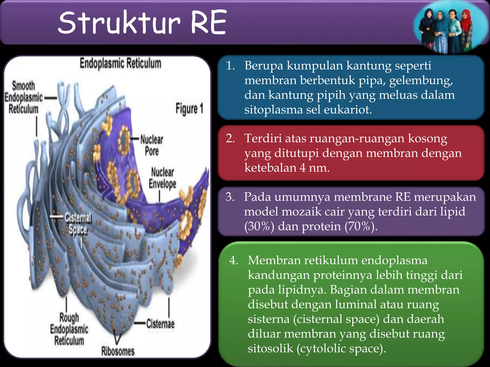 Retikulum endoplasma | PPTX