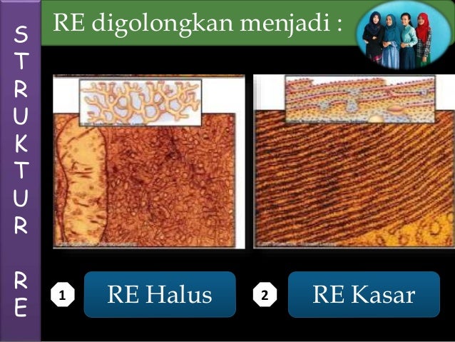 Retikulum endoplasma