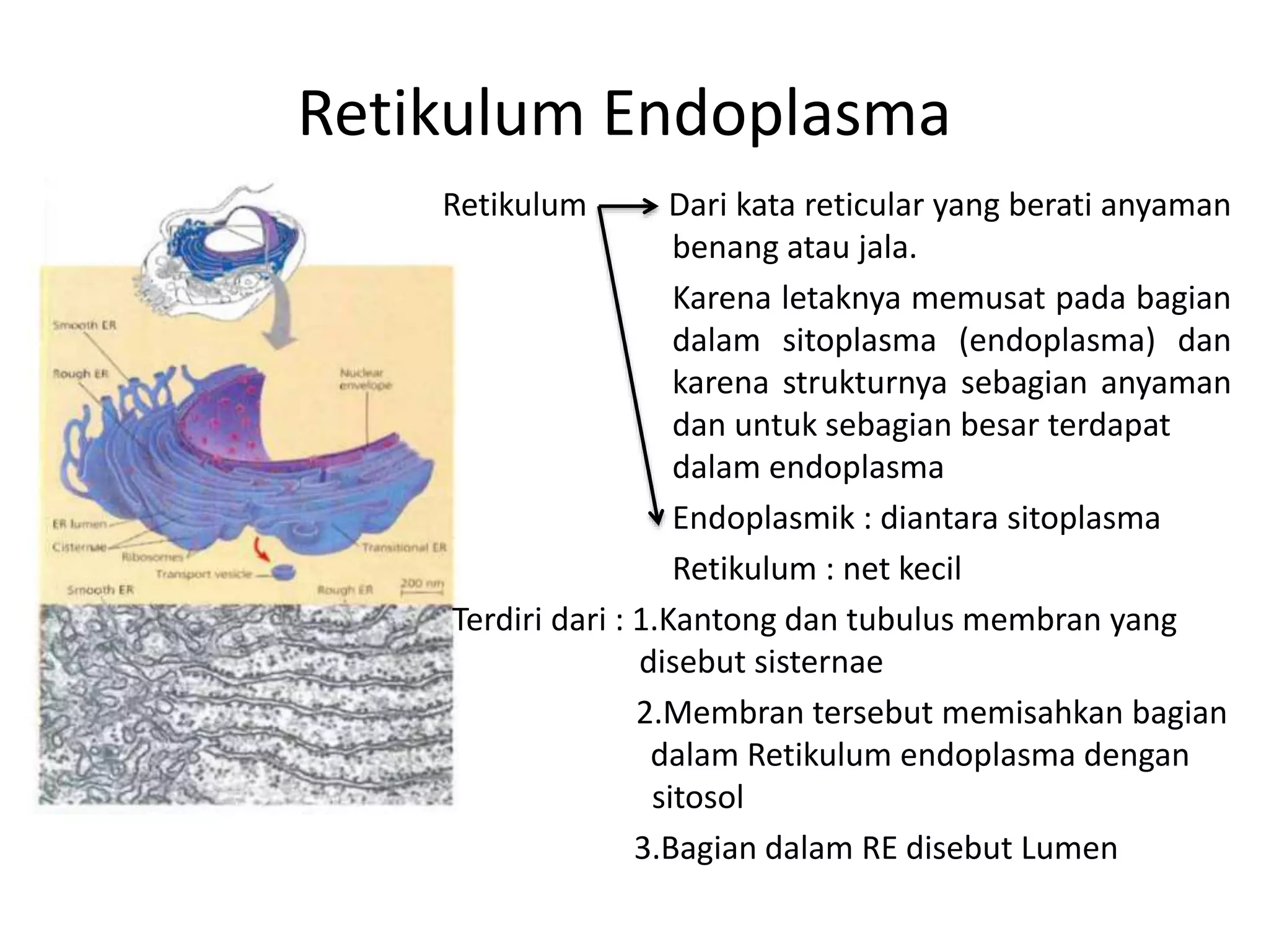 Retikulum endoplasma | PPTX