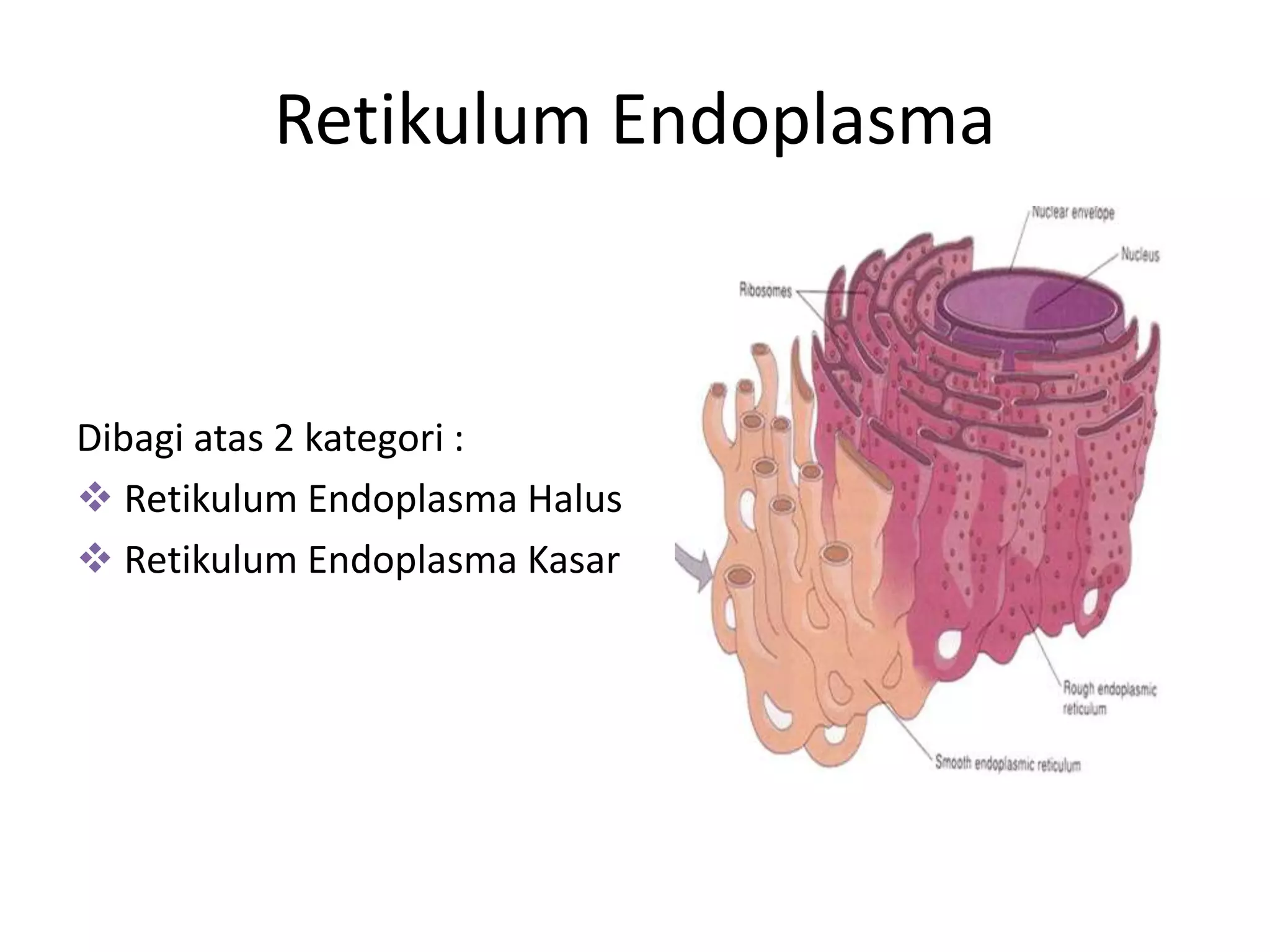 Retikulum endoplasma | PPTX