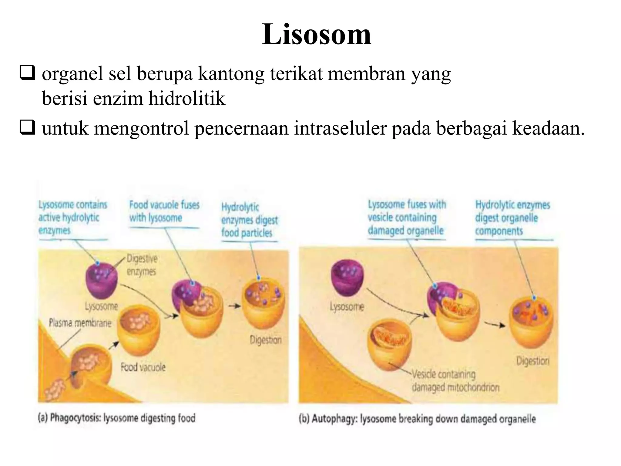 Retikulum endoplasma | PPTX