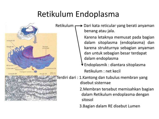 Retikulum endoplasma | PPT