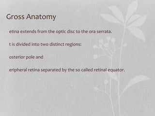 Retina class 7th semester | PPT