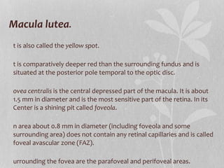 Retina class 7th semester | PPT