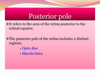 Retina 3rd mbbs ophthalmology | PPTX