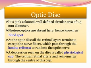 Retina 3rd mbbs ophthalmology | PPTX