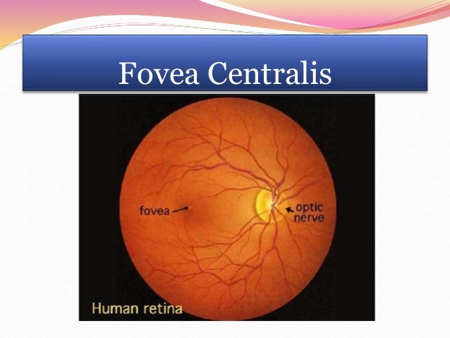 Retina 3rd mbbs ophthalmology