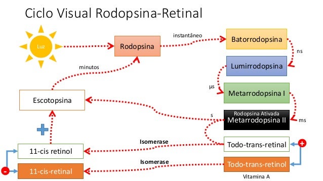 Retina e Retinose Pigmentar