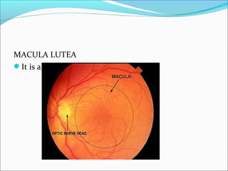 Fovea Centralis And Macula Lutea