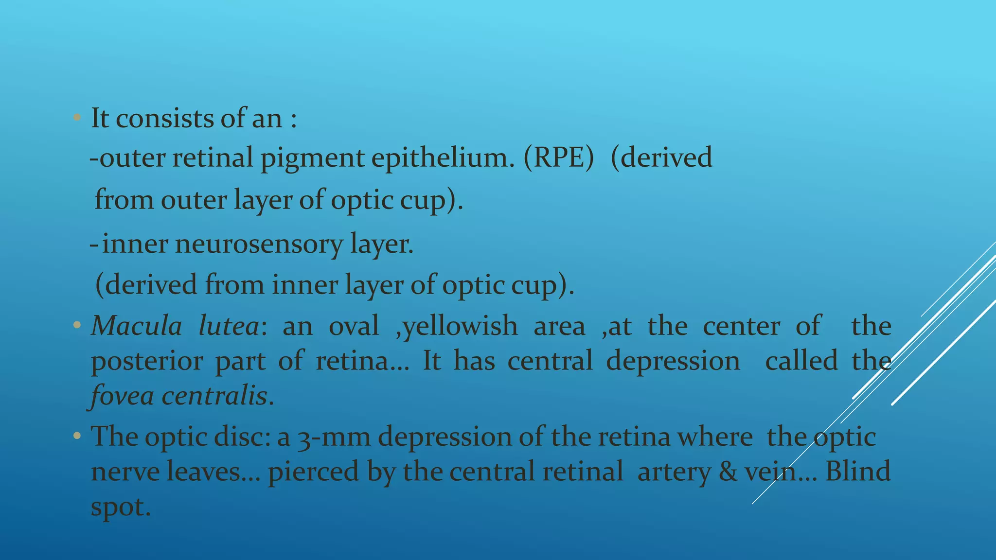 Anatomy of Retina | PPTX