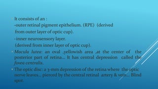 Anatomy of Retina | PPTX