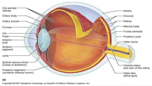 Anatomy of Retina