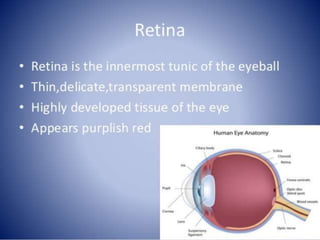 Retina | PPTX