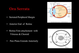 Retina | PPT