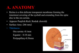 Retina | PPT