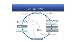 physiology of inner retina | PPTX